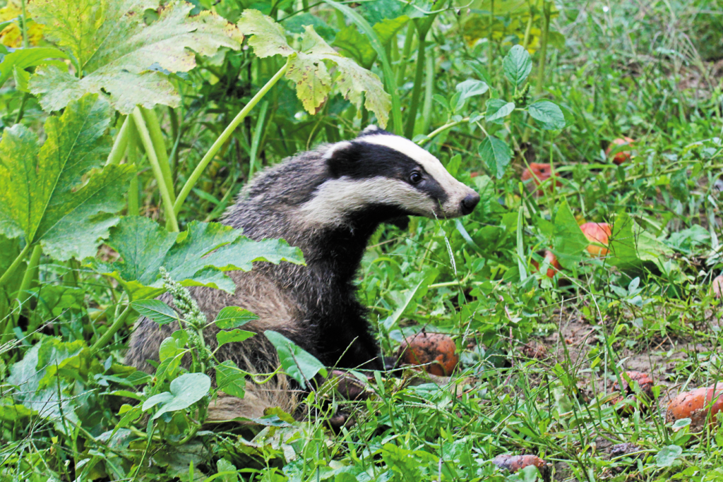 Múdry jazvec - Krásy Slovenska